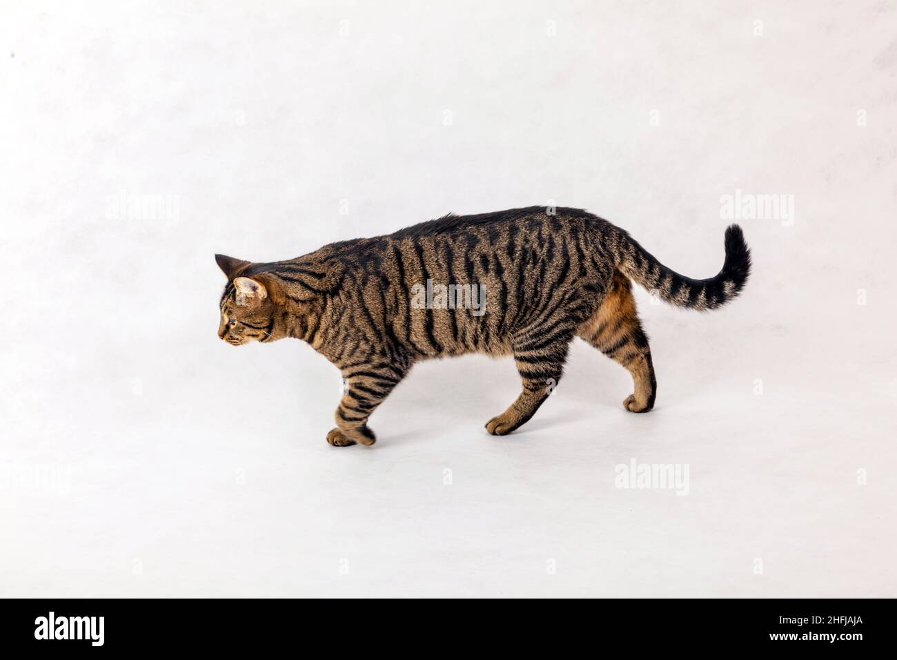 cute tiger cat with white background in studio Stock Photo - Alamy