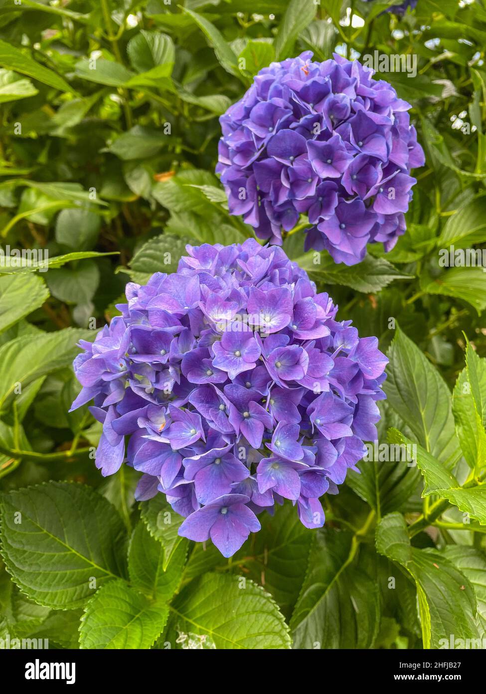 Bigleaf hydrangea (Hydrangea macrophylla) is a species of flowering ...