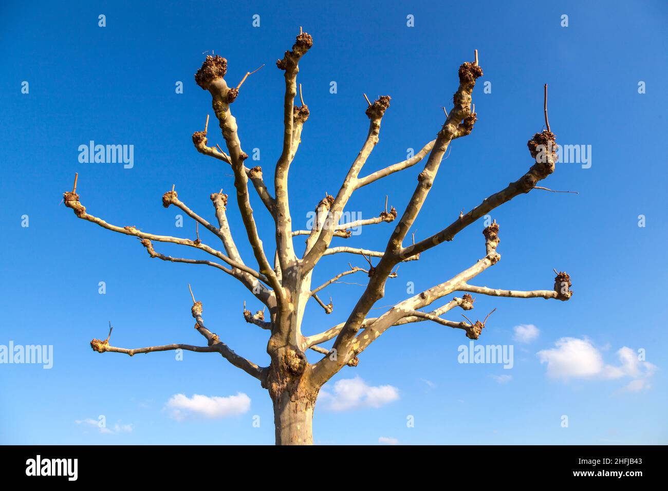 Platane tree hi-res stock photography and images - Alamy