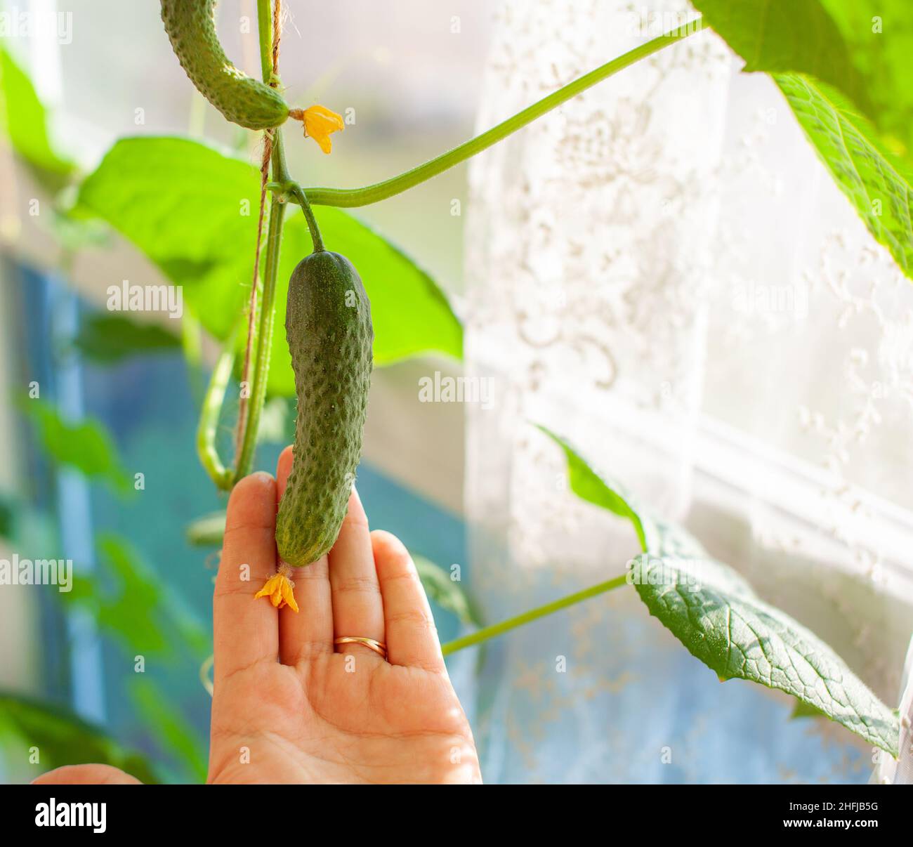 Green young cucumber with yellow flower in the hand. Gardening ...