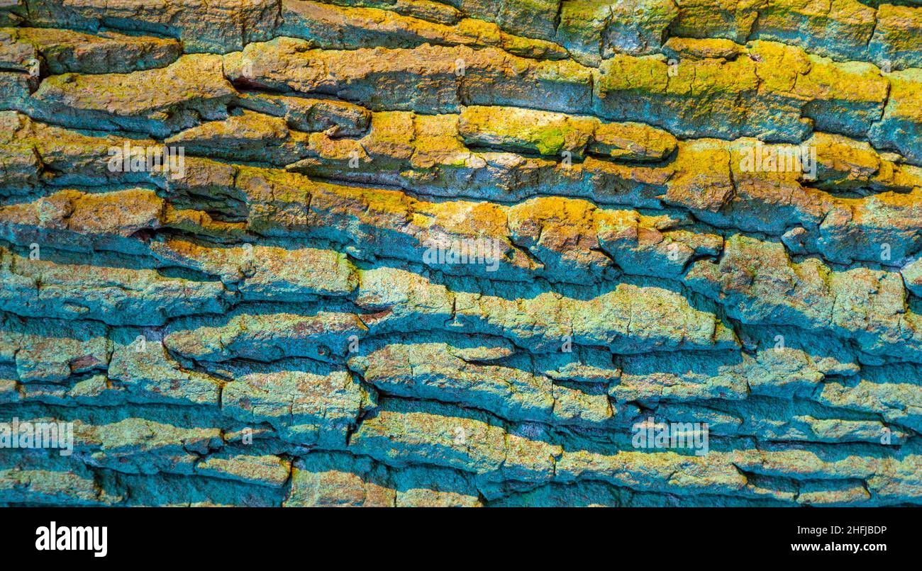 bark of an old oak tree in harmonic green yellow colors Stock Photo - Alamy