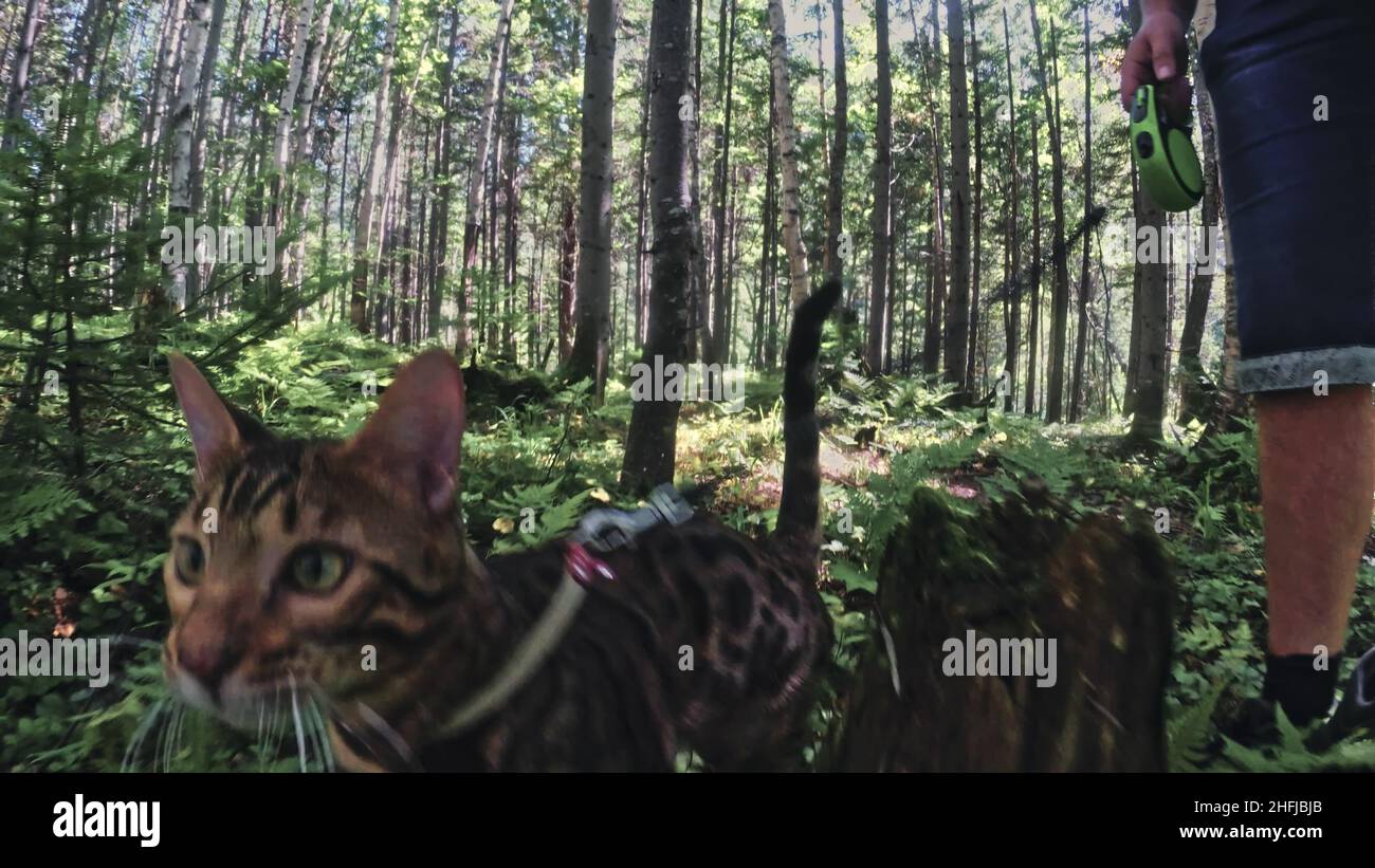 One cat in a city park. Bengal wildcat walk on the forest in collar ...