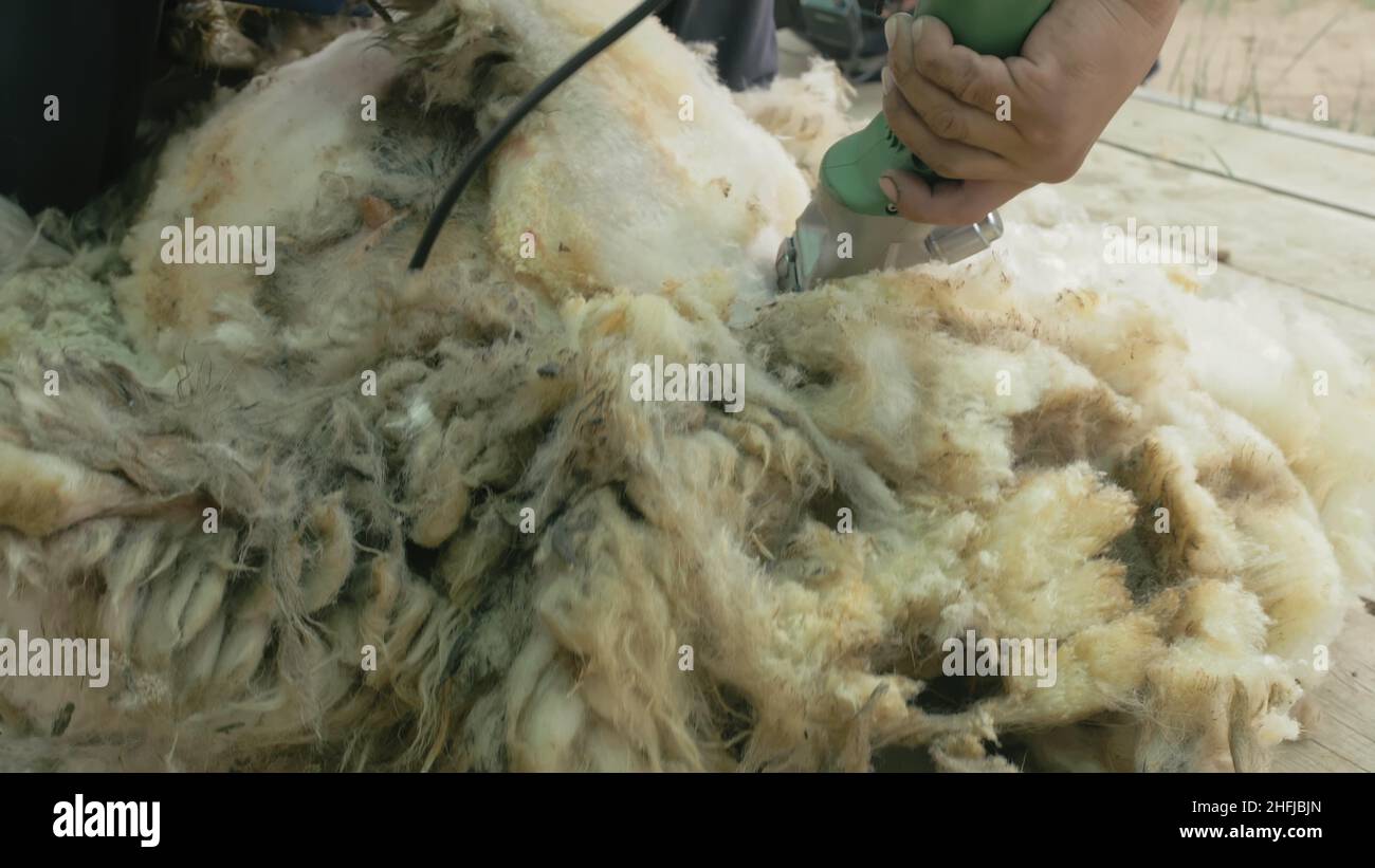 Men shearer shearing sheep at agricultural show in competition ...