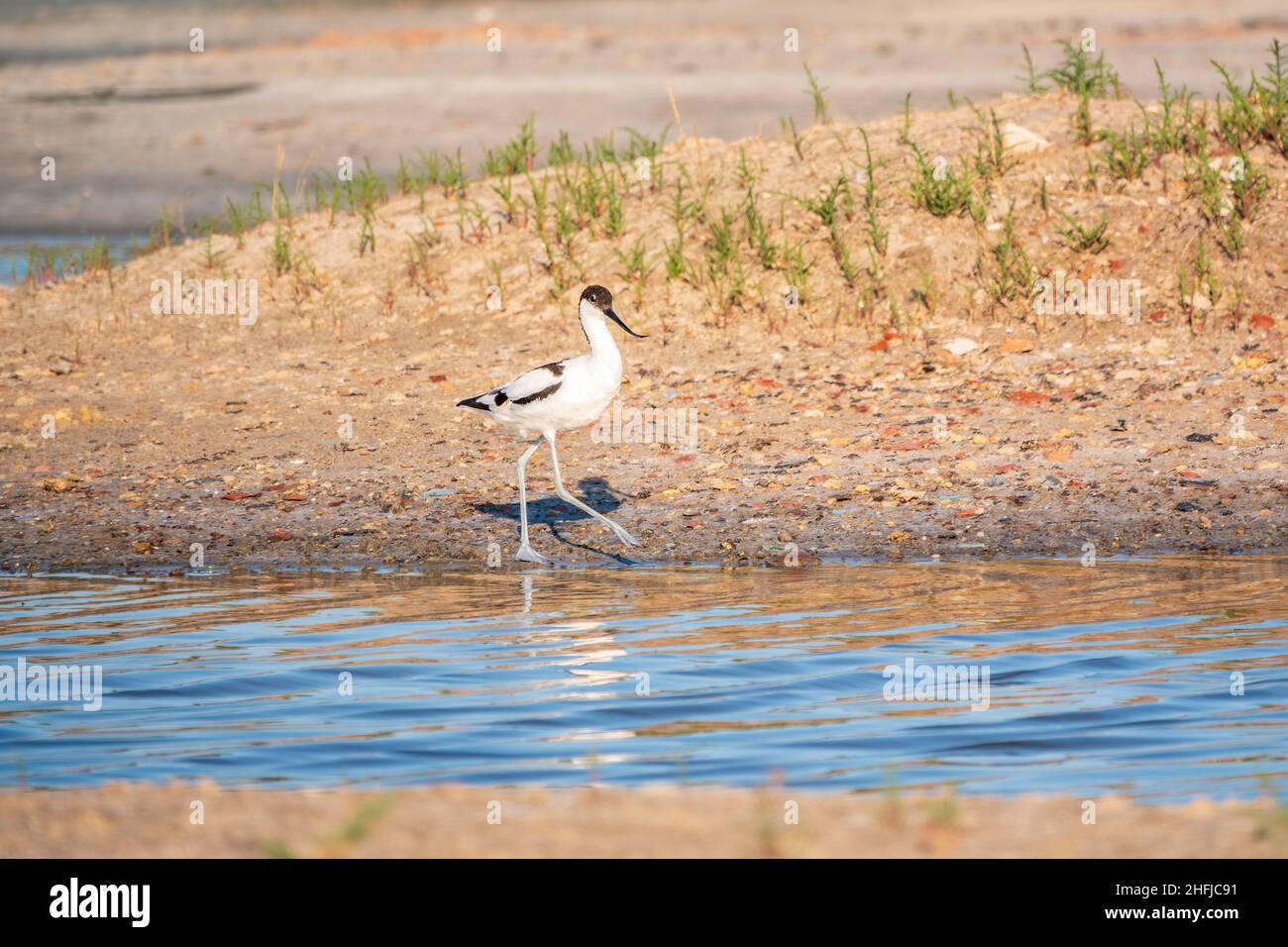 The pied avocet, Recurvirostra avosetta, is a large black and white ...