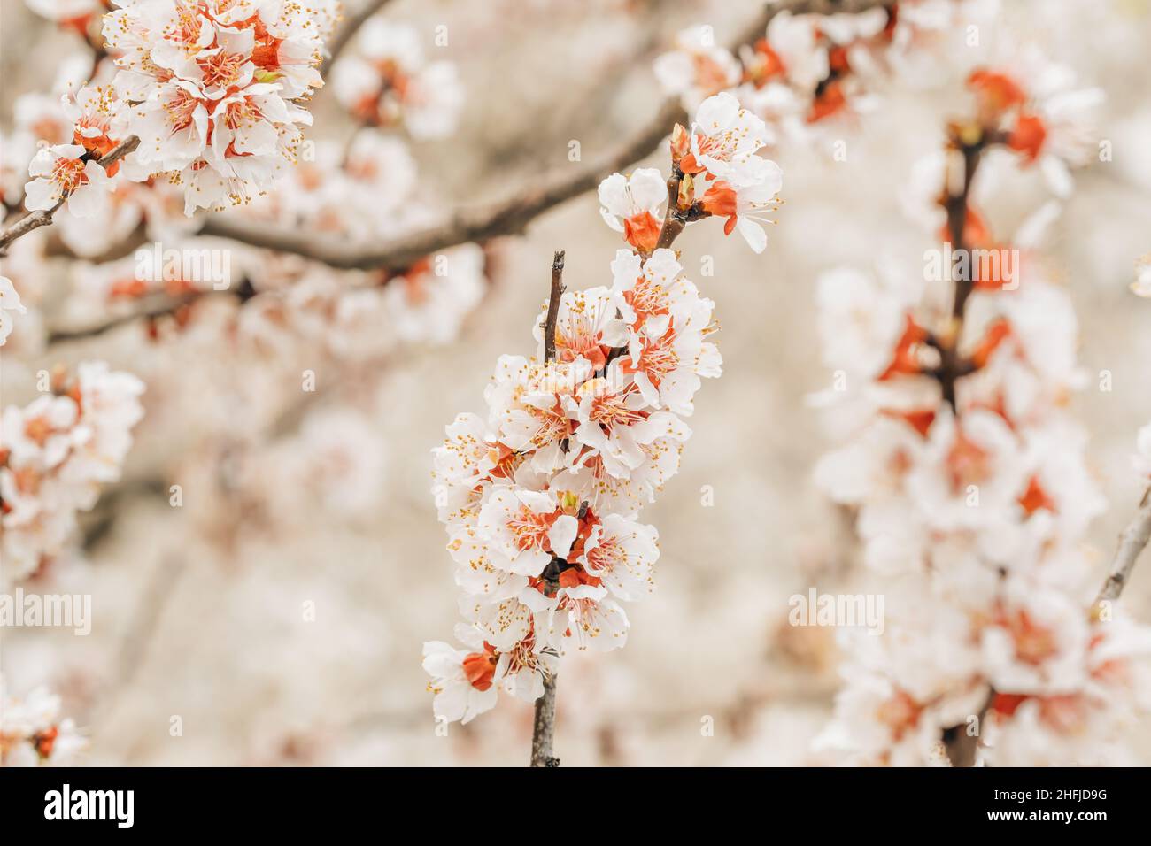 Beautiful sakura blossom hi-res stock photography and images - Alamy
