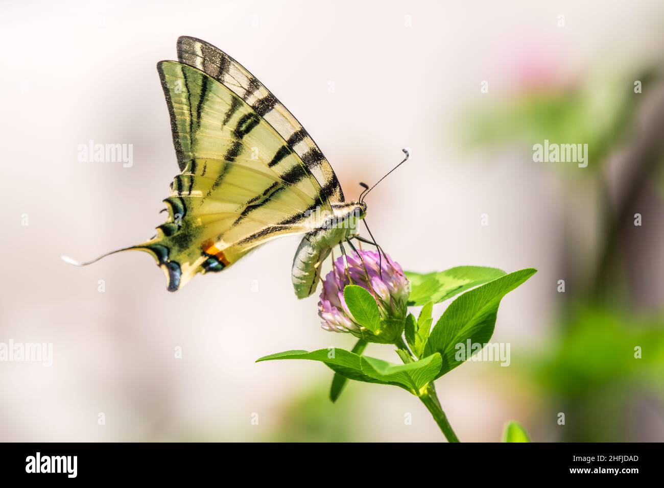 Beautiful Butterfly Scarce Swallowtail, Sail Swallowtail, Pear-tree ...