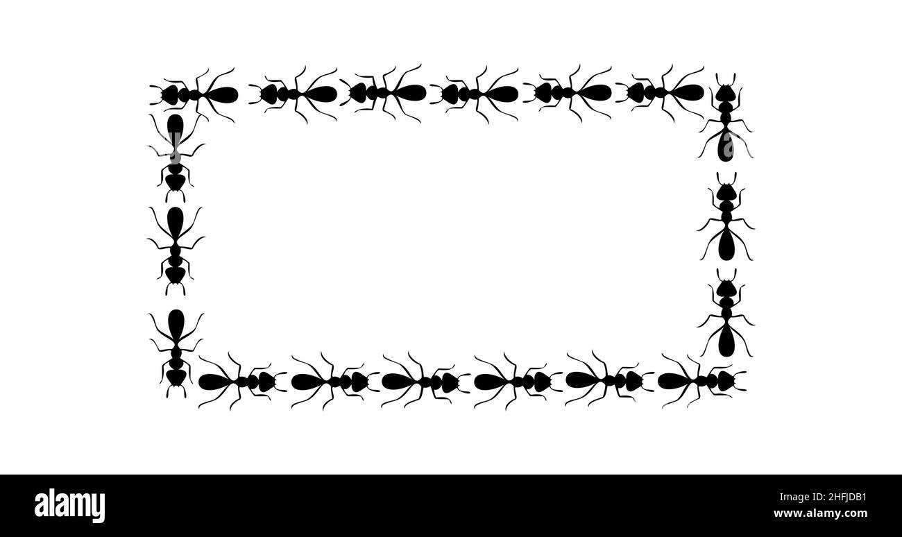 Black ants square border. Set with ants forming rectangular shape isolated in white background ...