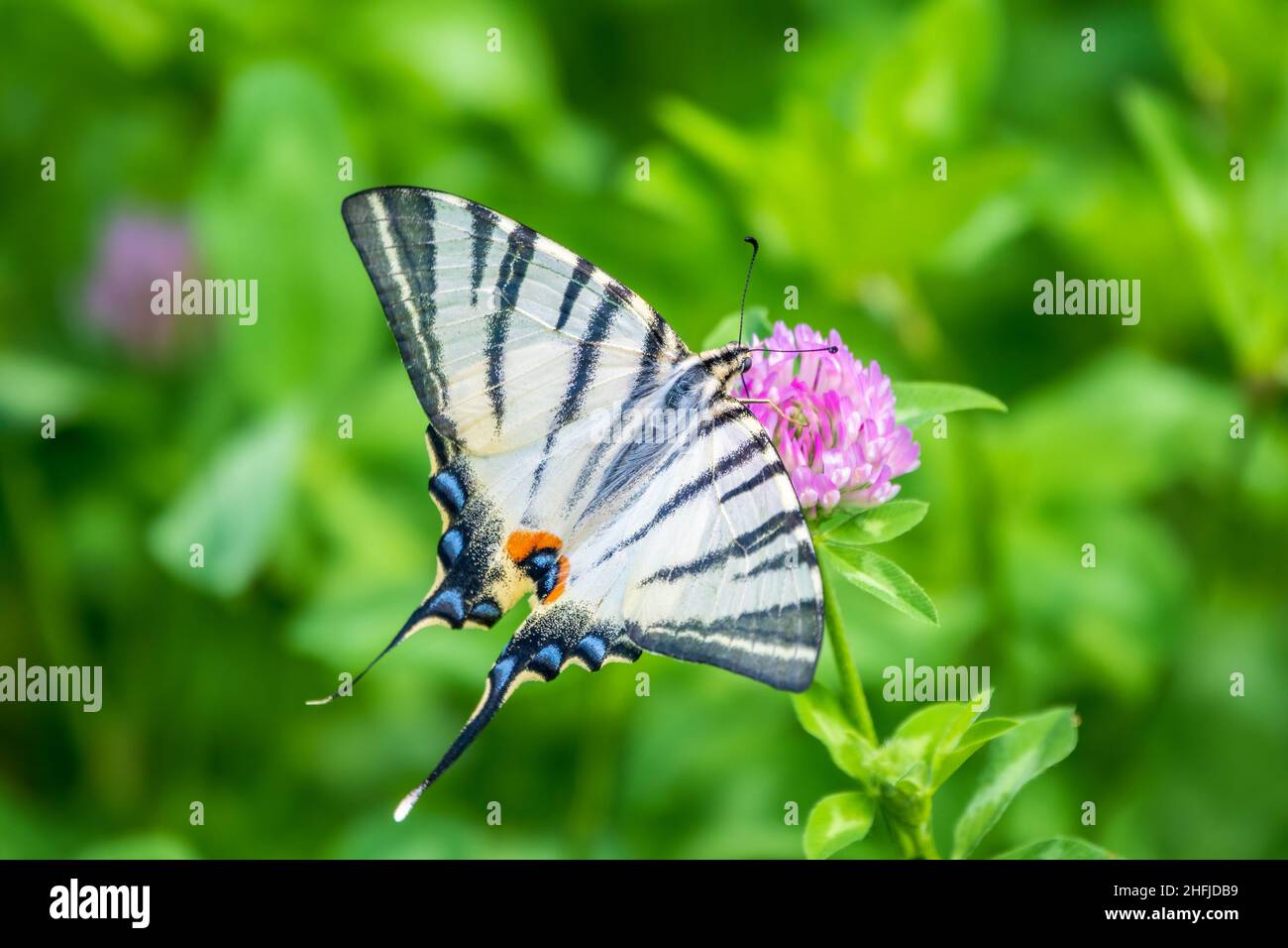 Beautiful Butterfly Scarce Swallowtail, Sail Swallowtail, Pear-tree ...