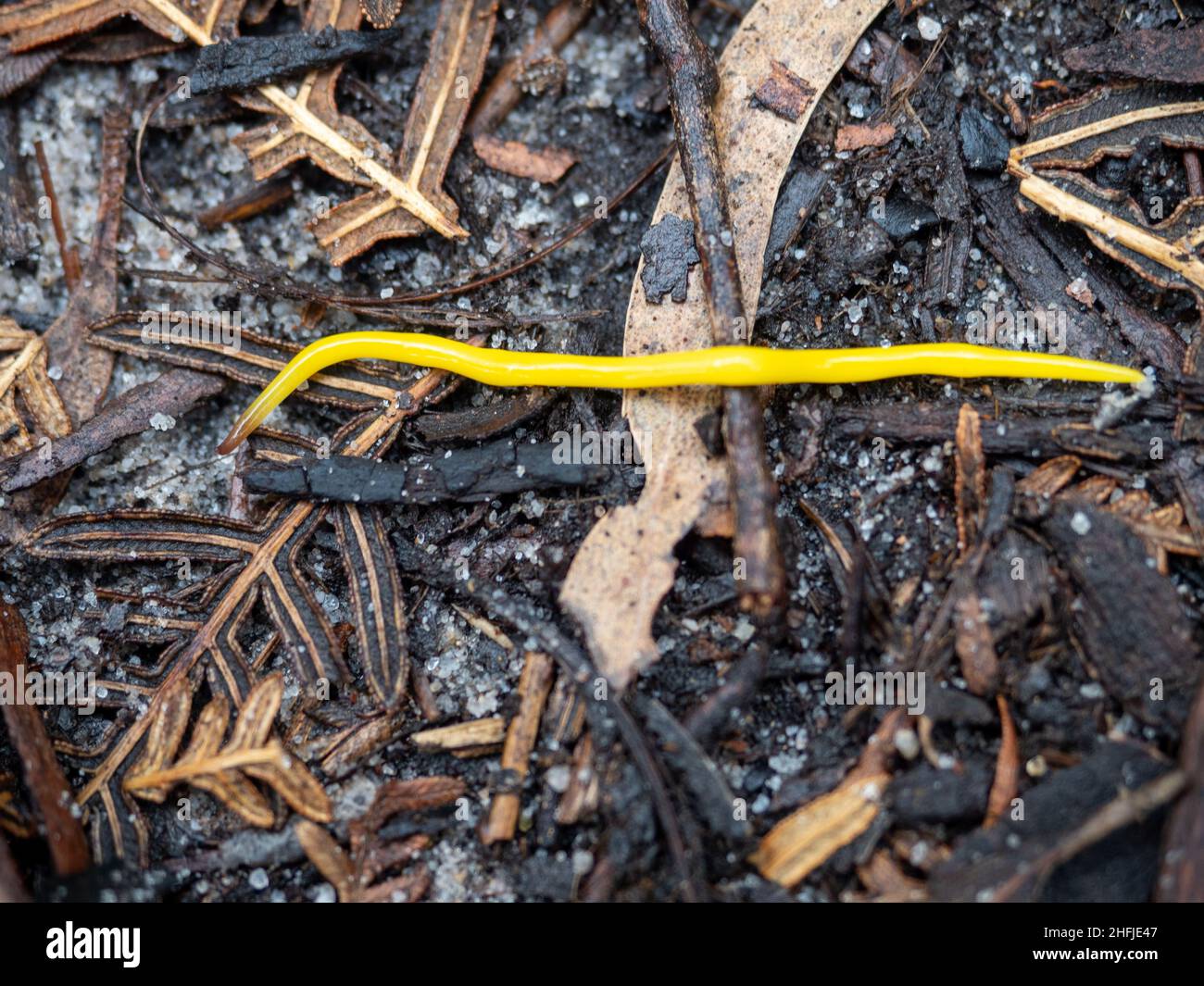 Native canary hi-res stock photography and images - Alamy