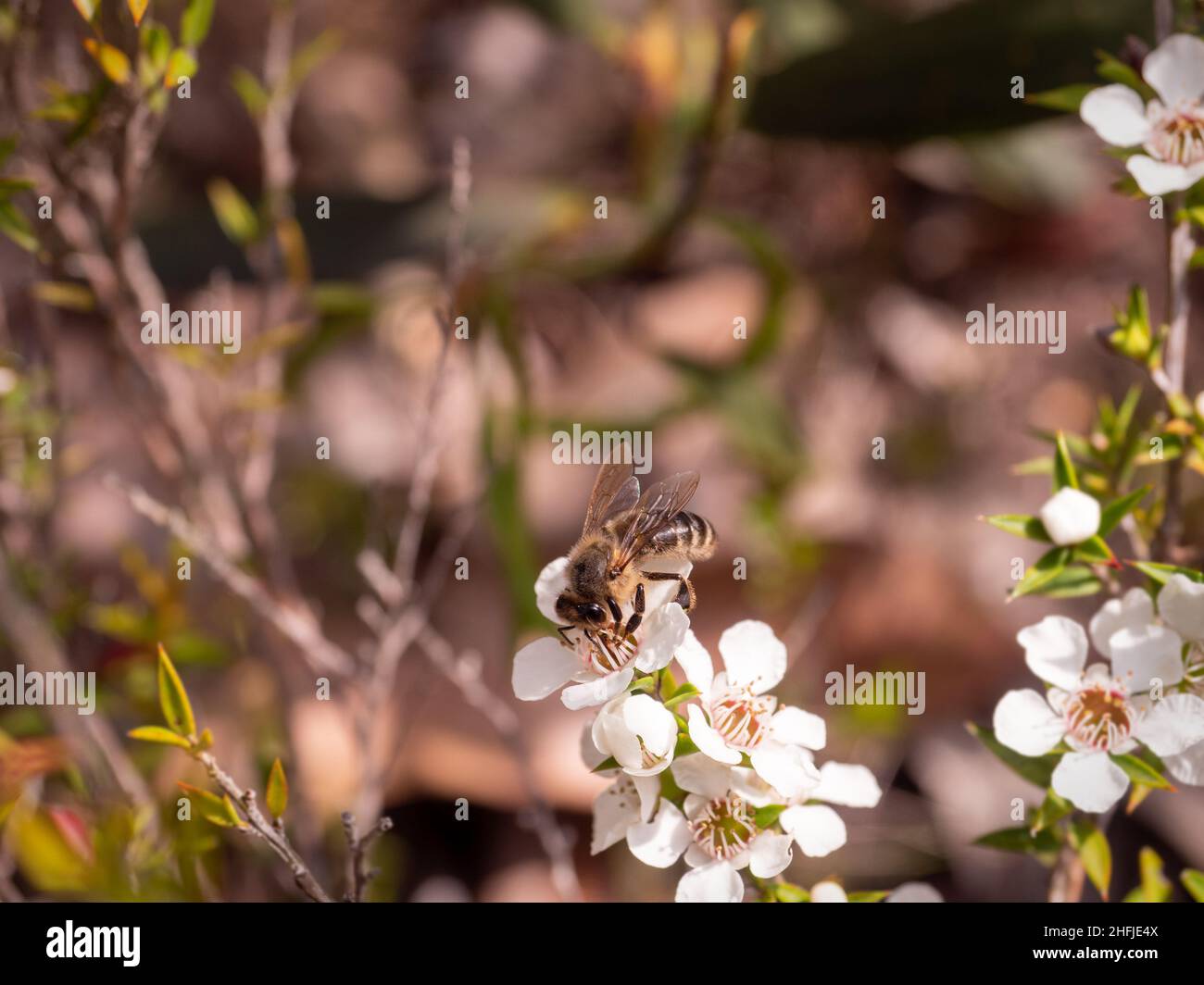 Manuka honey tree hi-res stock photography and images - Alamy