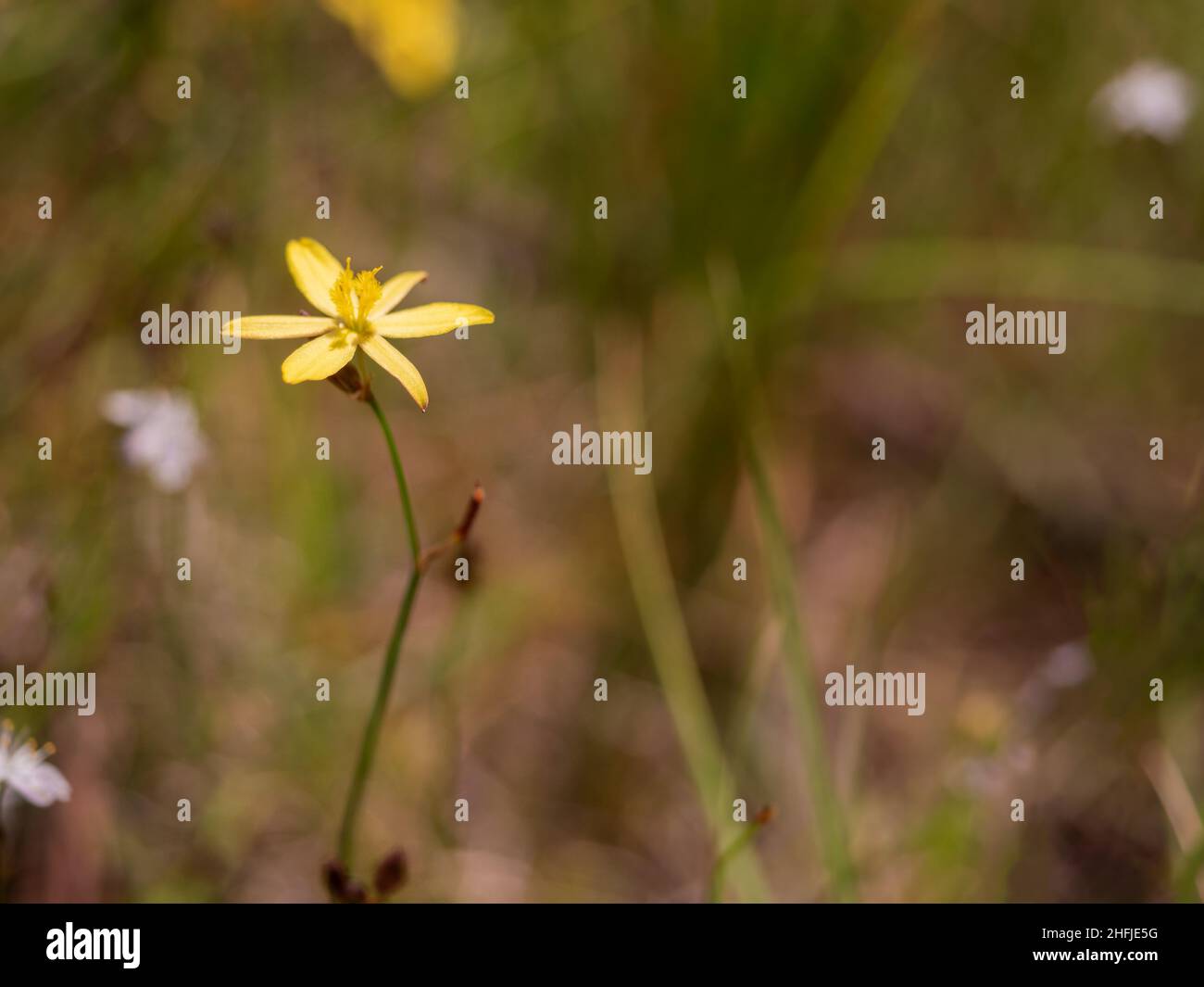 Yellow Rush Lily (Tricoryne elatior Stock Photo - Alamy