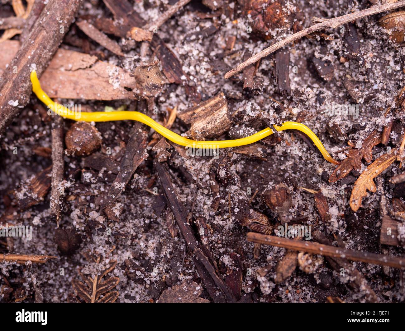 Australian Earthworm Glowing