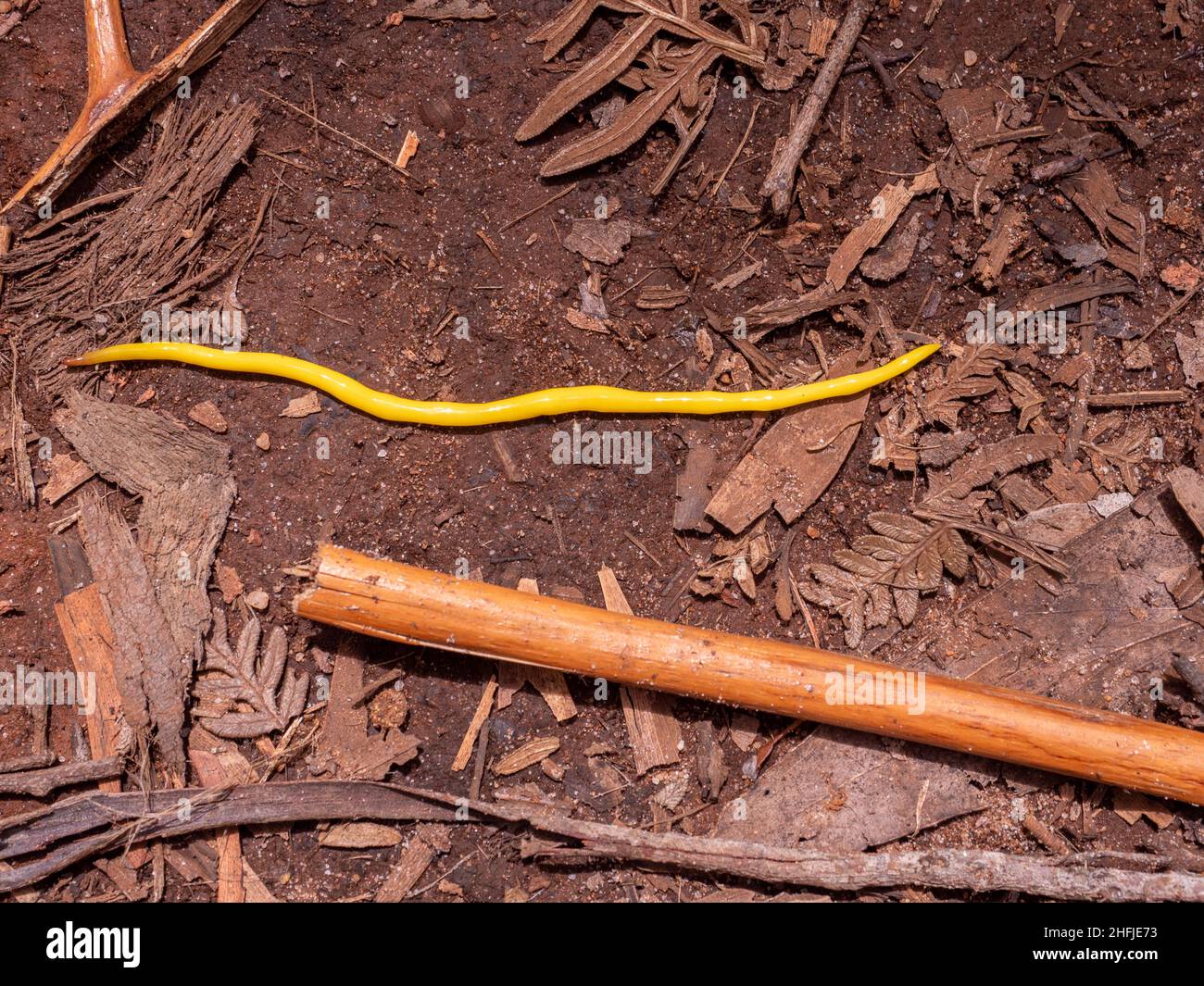 Yellow Canary Worm (Fletchamia sugdeni) Victoria, Australia Stock Photo ...