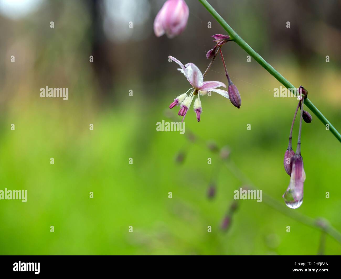 Arthropodium milleflorum hi-res stock photography and images - Alamy