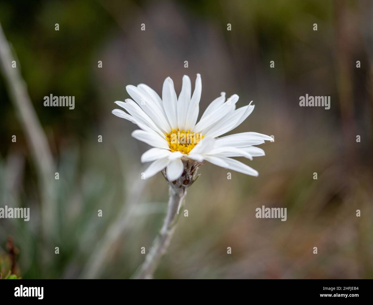 White alpine daisy flowers (Celmisia costiniana Stock Photo - Alamy
