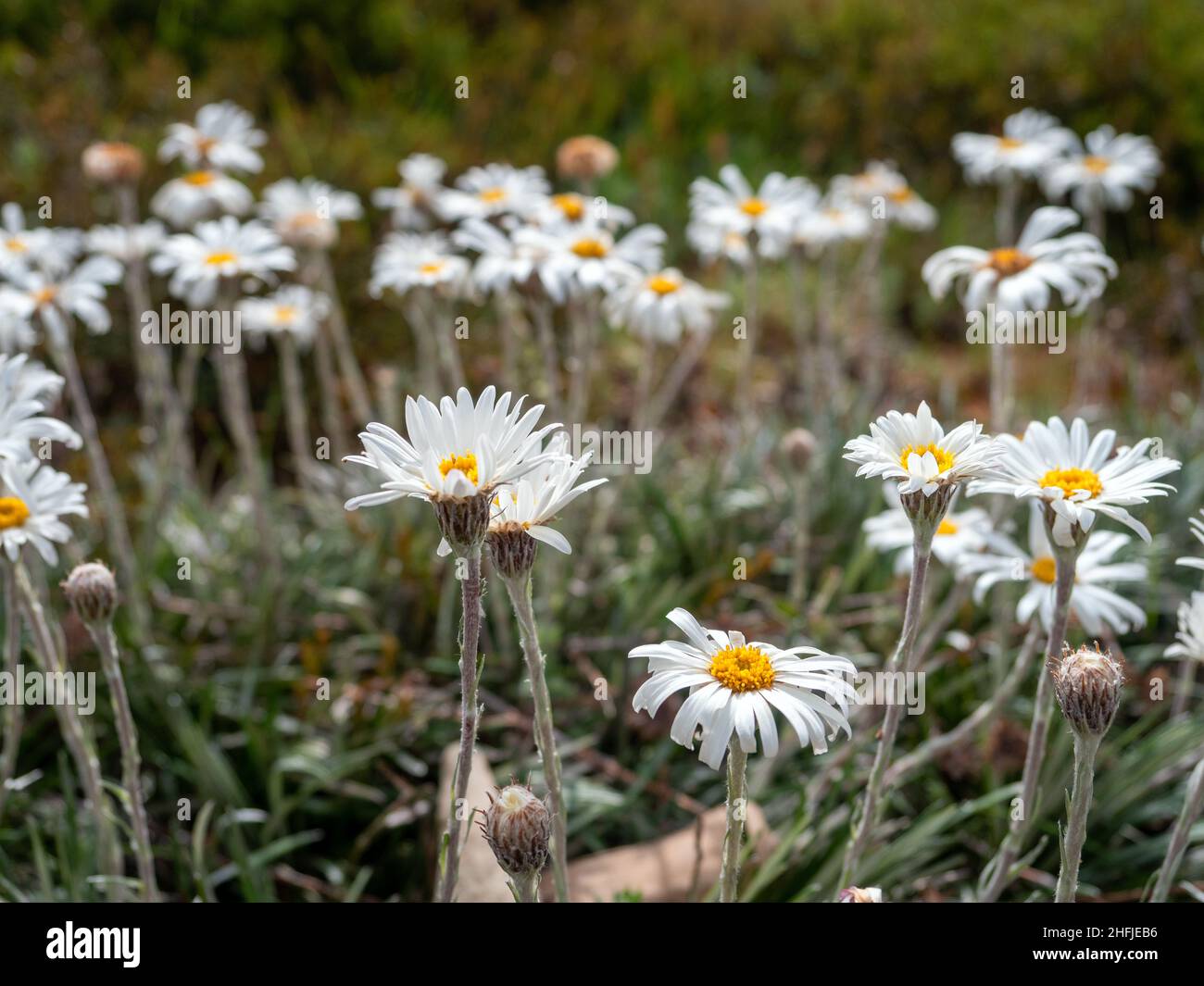 White alpine daisy flowers (Celmisia costiniana Stock Photo - Alamy