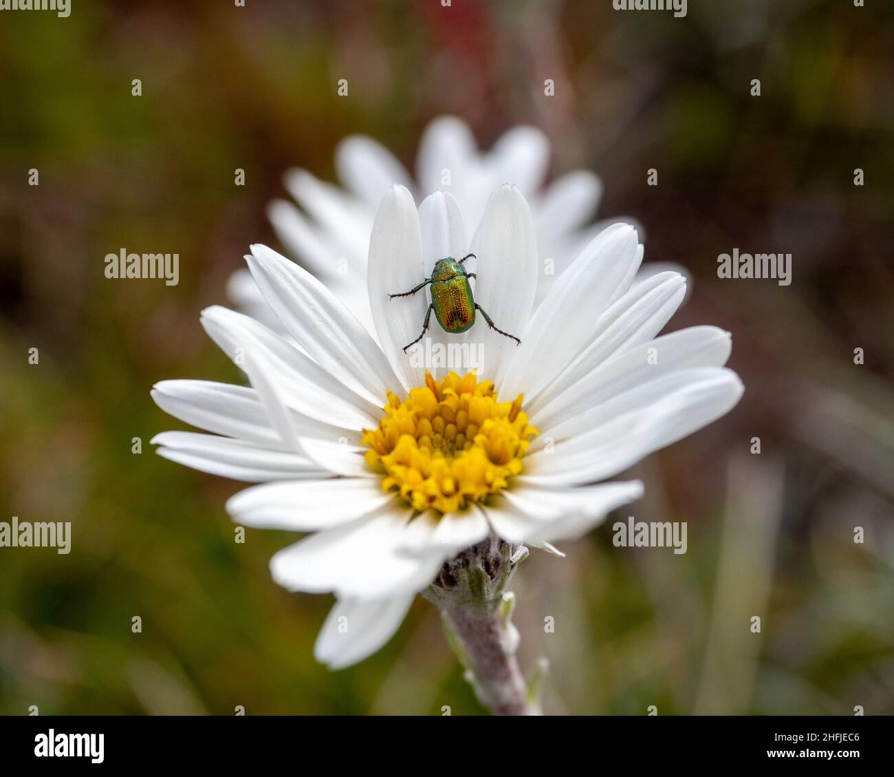 Small jewel beetle rests on a white alpine daisy flowers (Celmisia ...