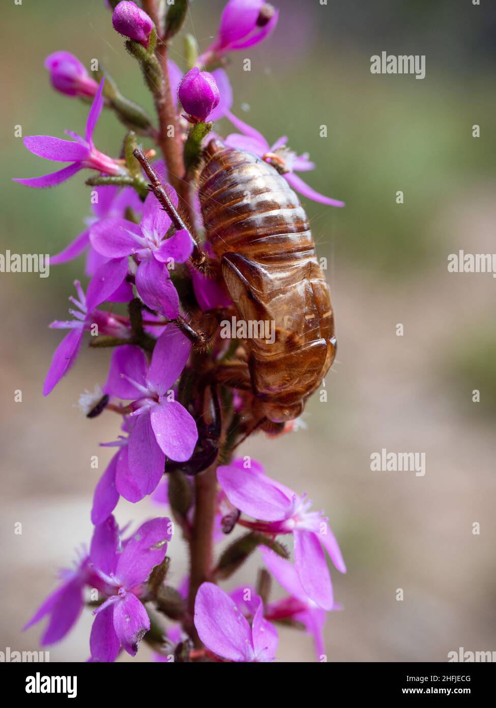 The discarded empty exoskeleton of the nymph form of a cicada clinging ...
