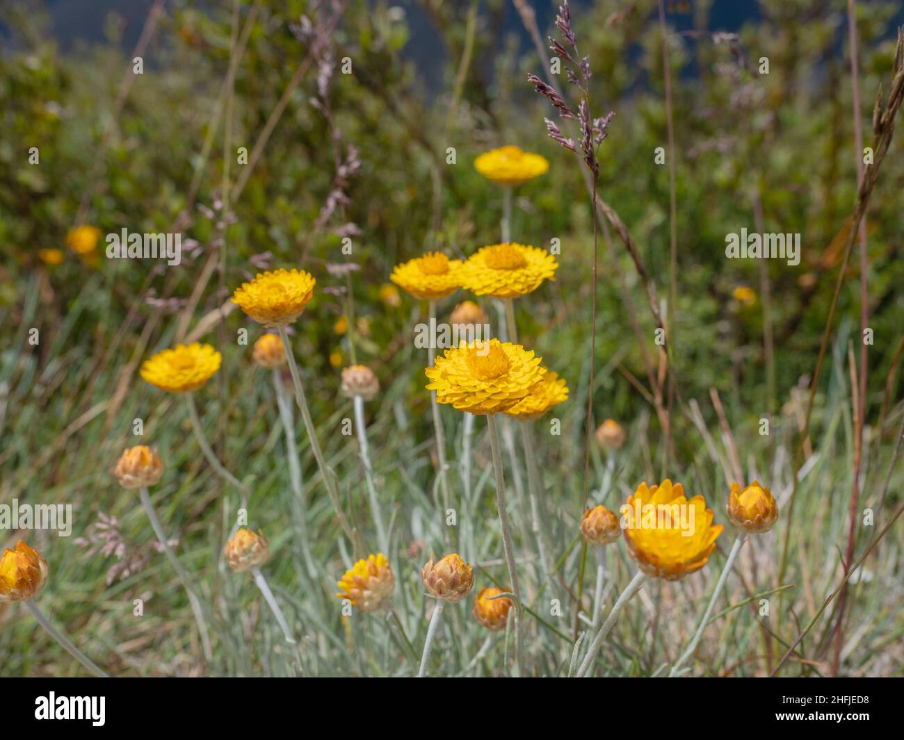 Summer yellow everlasting flowers in the alpine regions of Victoria ...