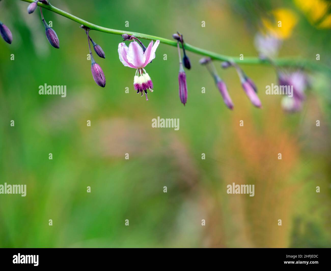 Milleflorum hi-res stock photography and images - Alamy