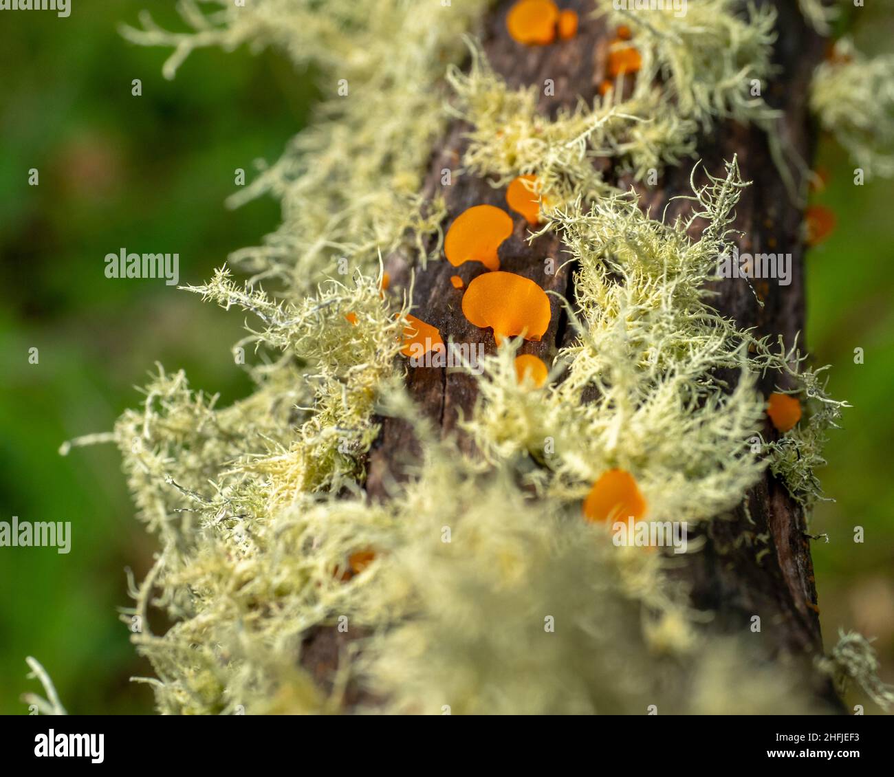 Fruticose Lichen