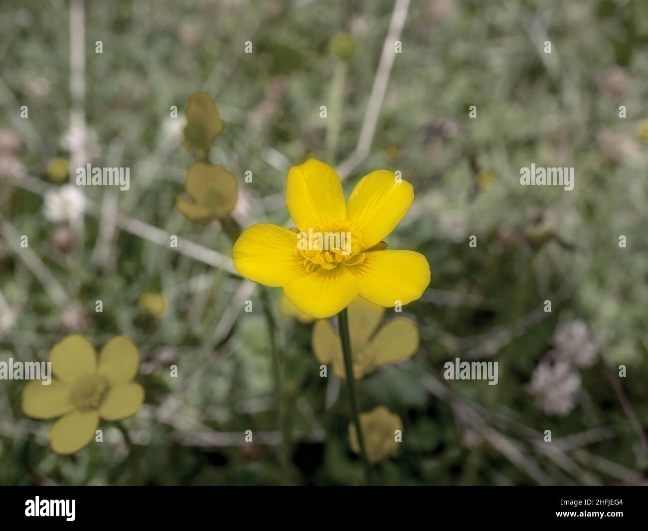 Australian Native Wildflower the Common Buttercup (Ranuculus lappaceus ...