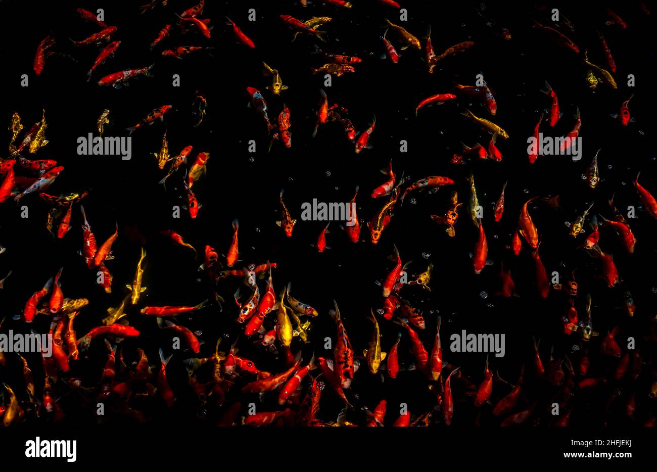 Small carp hi-res stock photography and images - Alamy