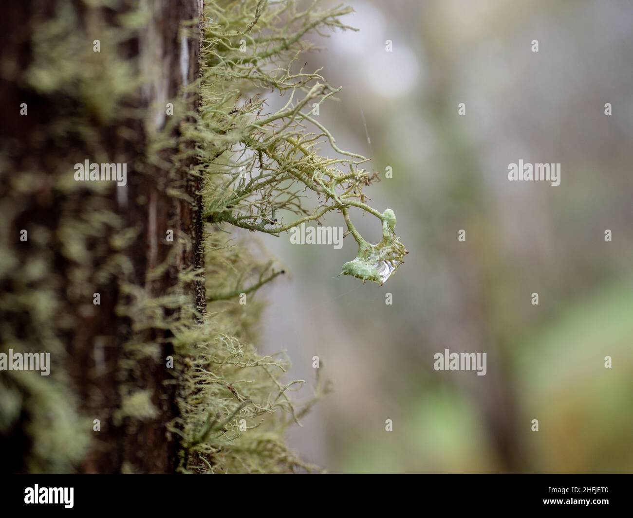 Australian native moss hi-res stock photography and images - Alamy