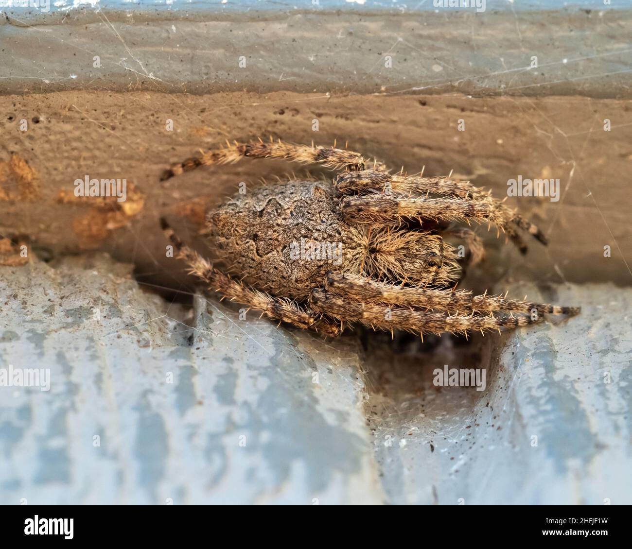Small brown spider with intricate patterns (Hortophora transmarina ...