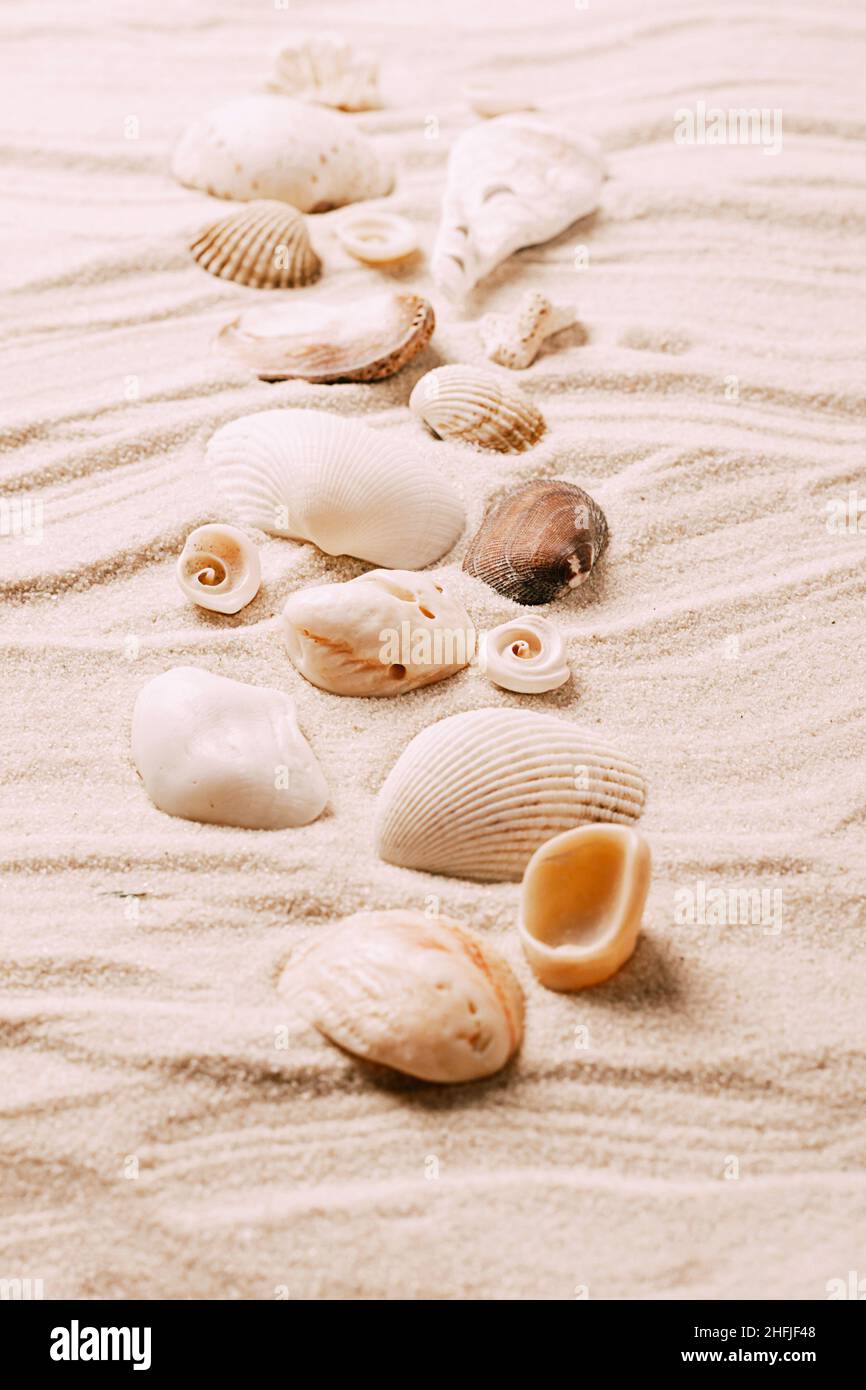 Sea exotic seashells molluscs seashells white beach sand. Summer ...