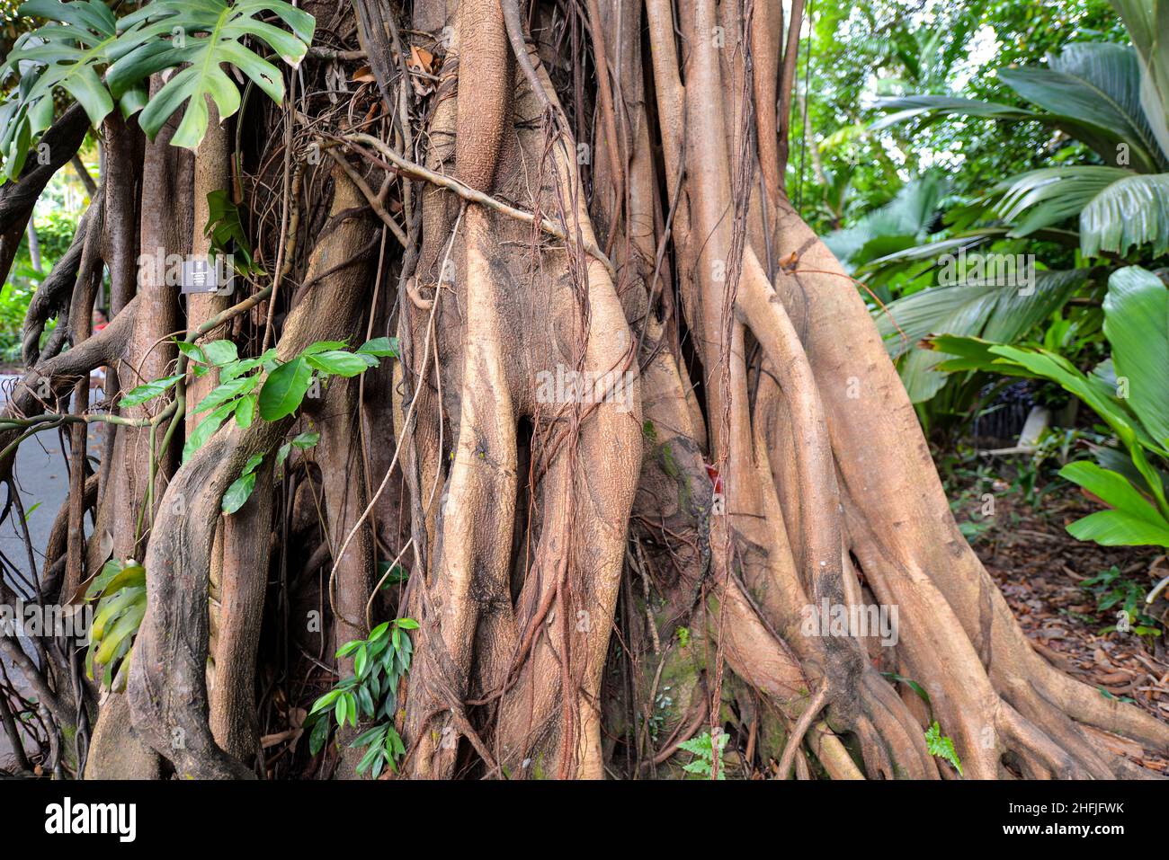 Close up tropical tree trunk with branches and roots Stock Photo - Alamy