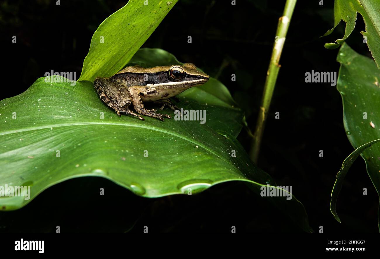 Indian western ghats frogs in its natural habitat, Indirana frog, Don's ...