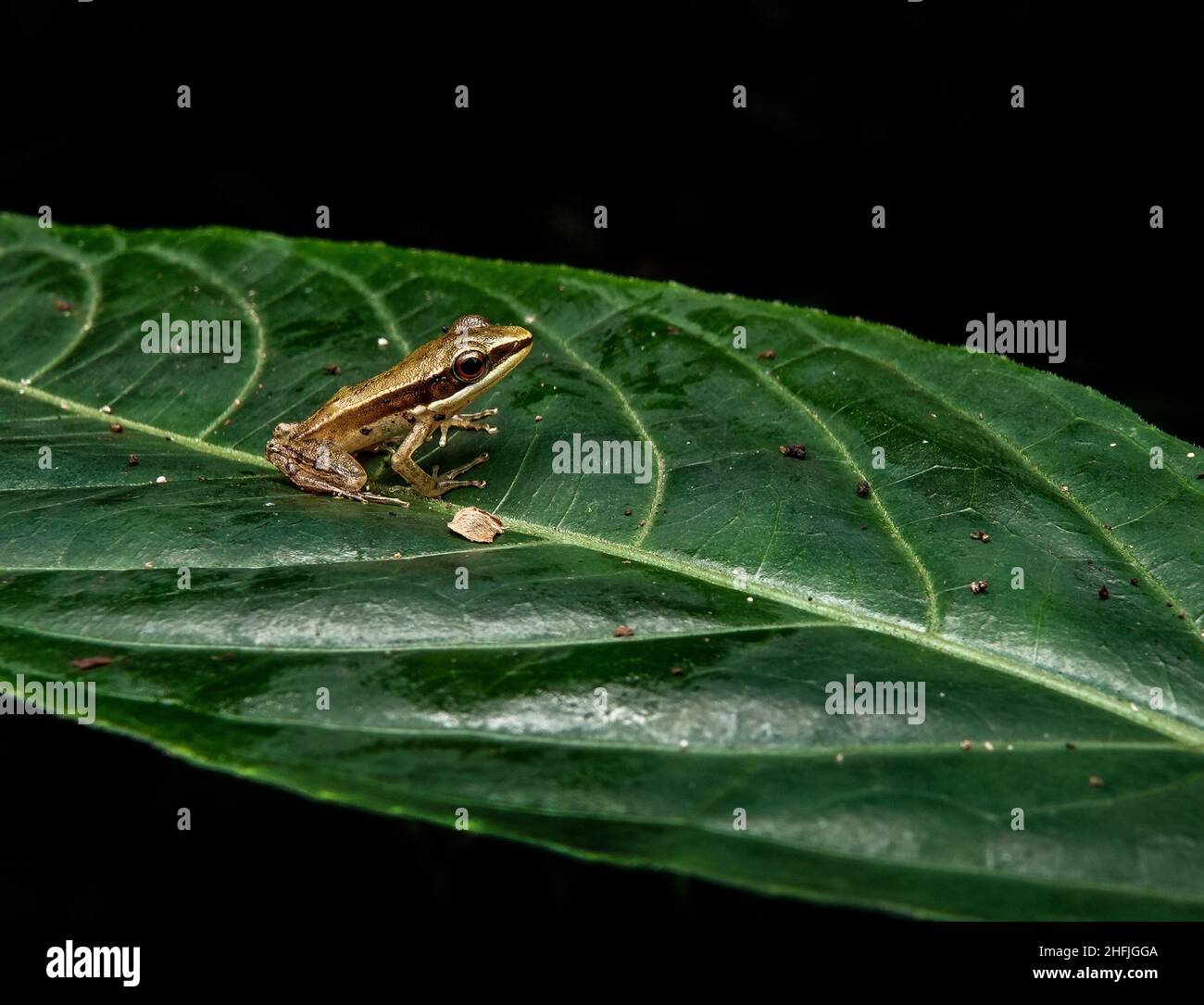 Indian western ghats frogs in its natural habitat, Indirana frog, Don's ...