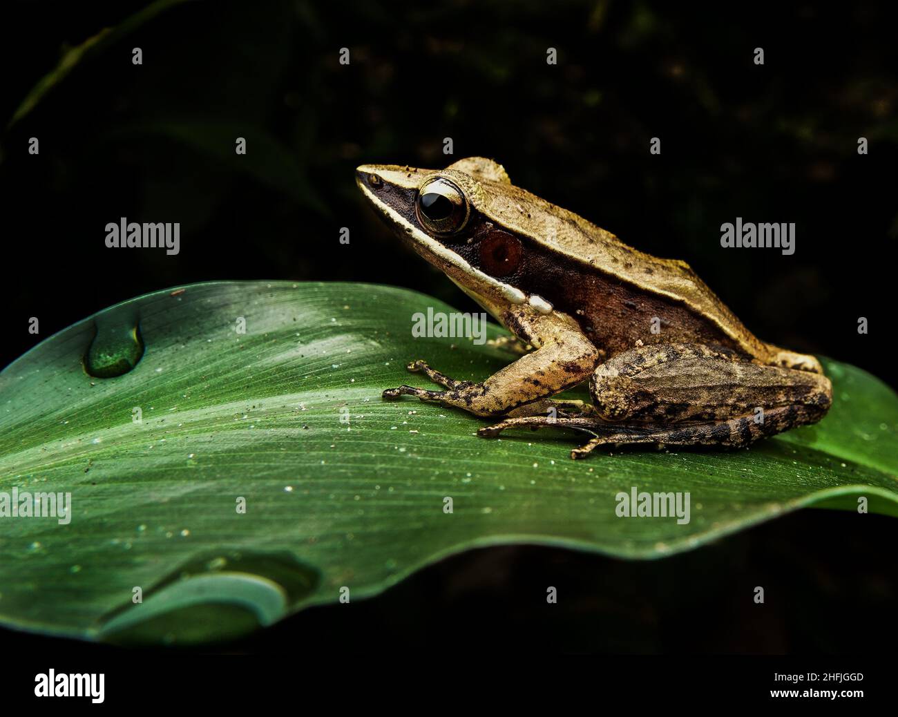 Indirana species hi-res stock photography and images - Alamy