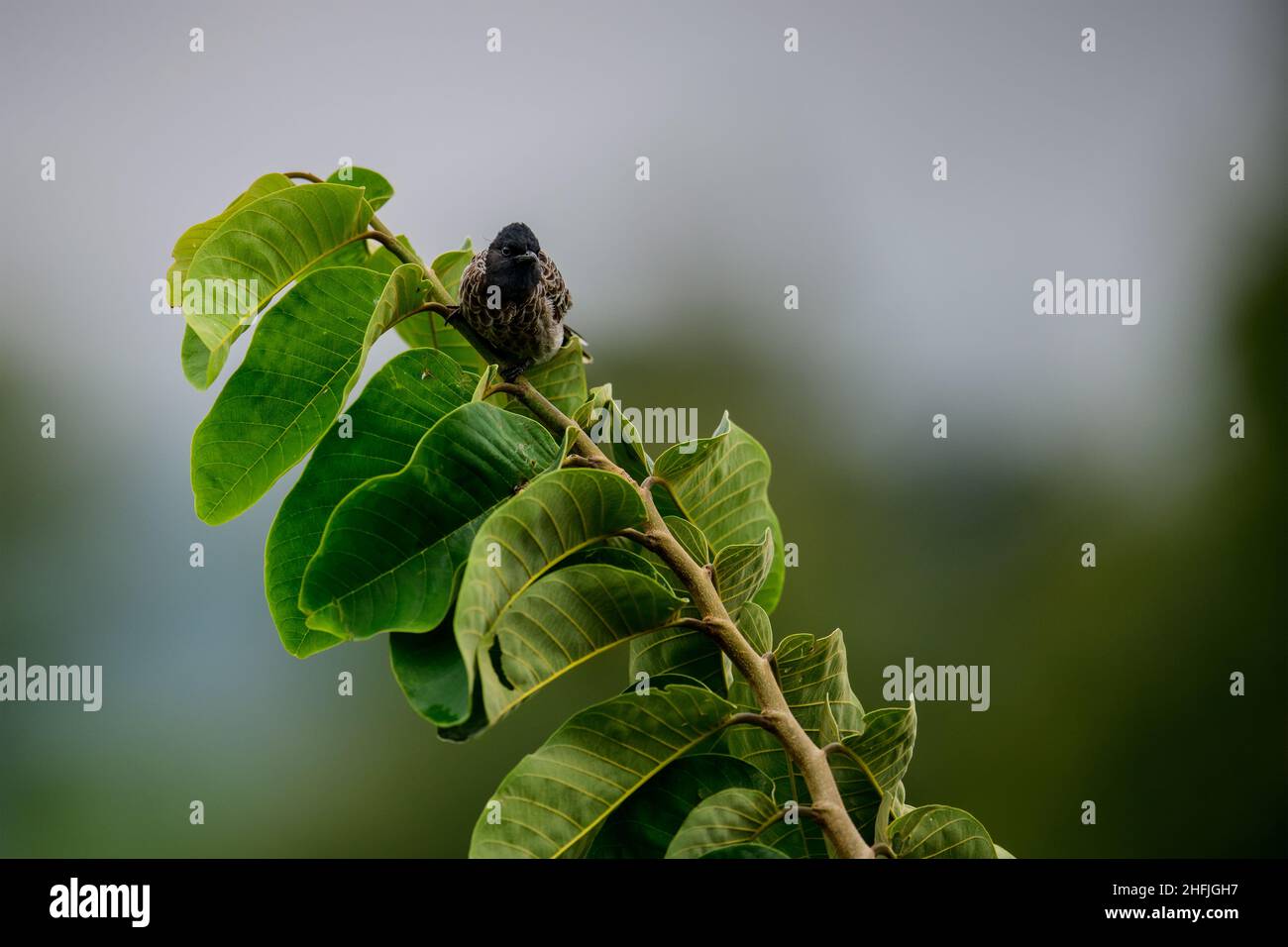 Red-vented Bulbul (Pycnonotus cafer) is a member of the bulbul family ...