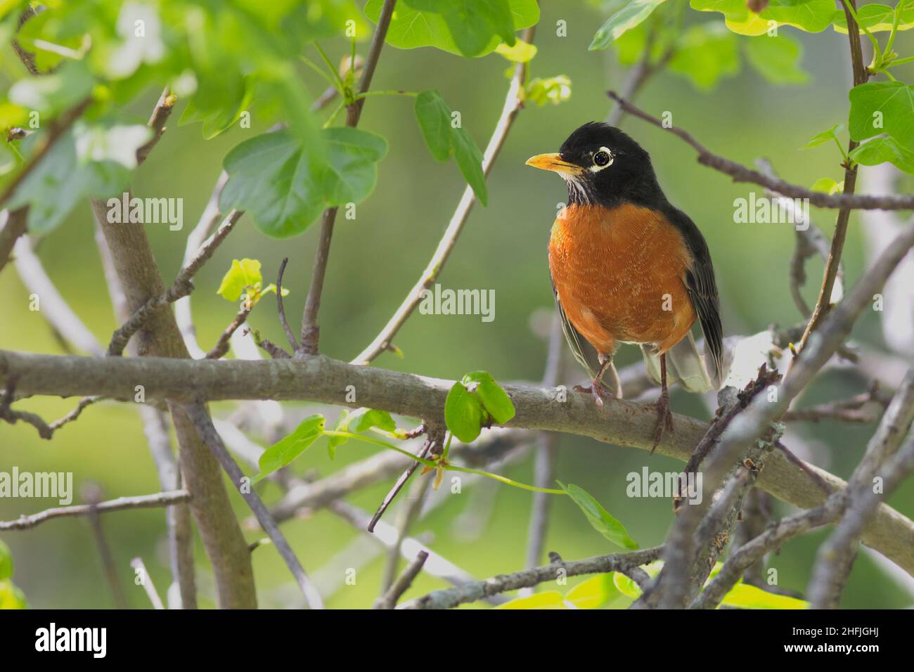 American Robin smiling for a pose Stock Photo - Alamy