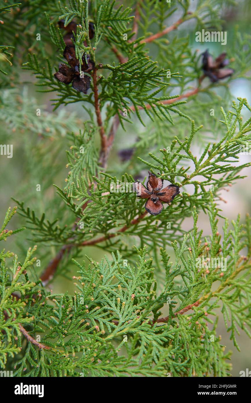 Thuja cone hi-res stock photography and images - Alamy