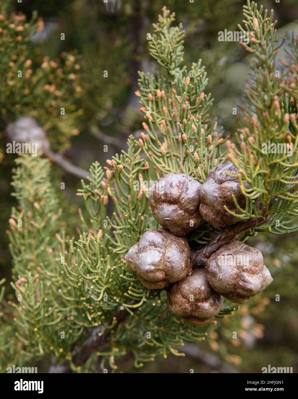 Thuja cone hi-res stock photography and images - Alamy