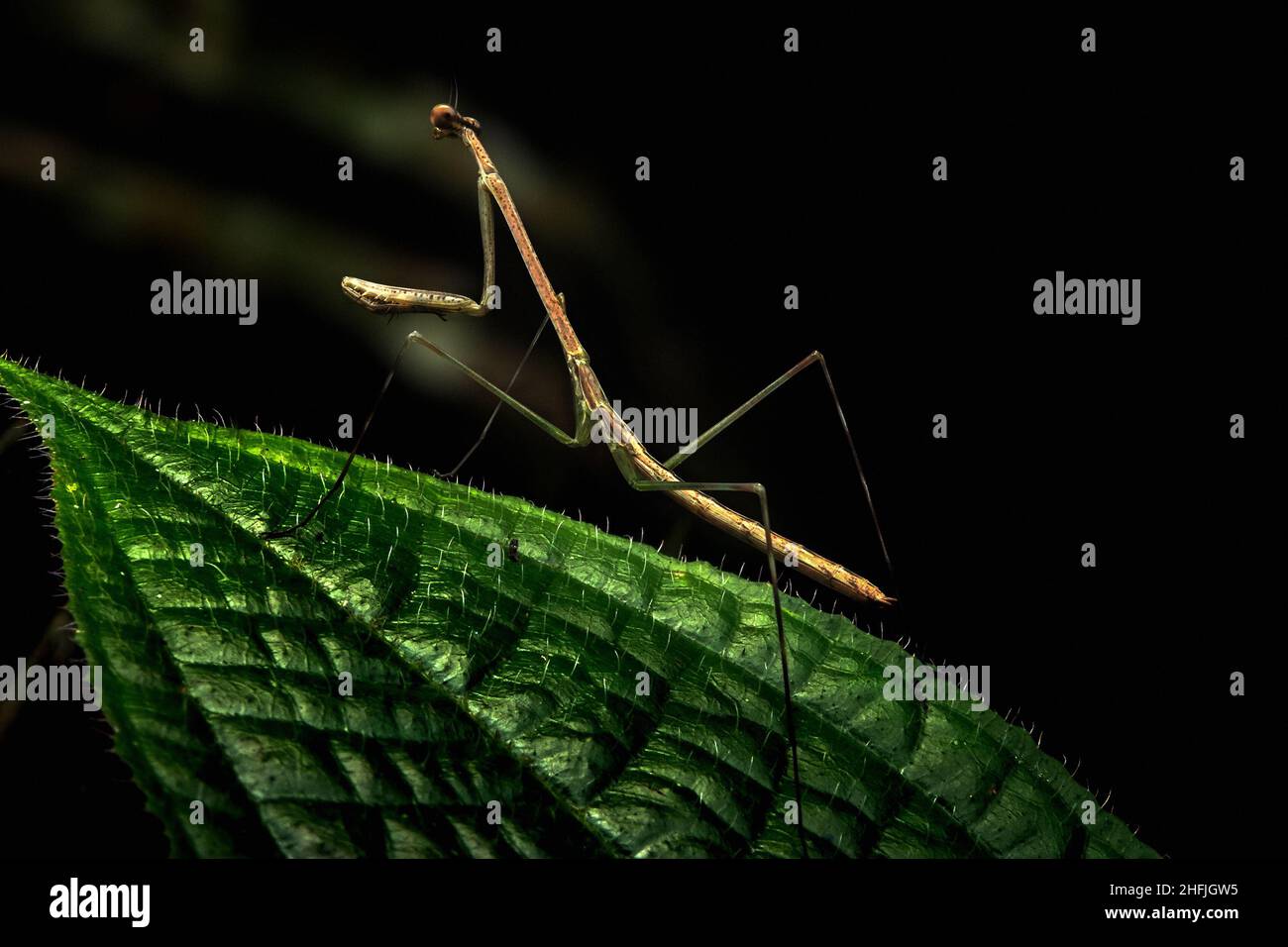 Indian stick insects hi-res stock photography and images - Alamy