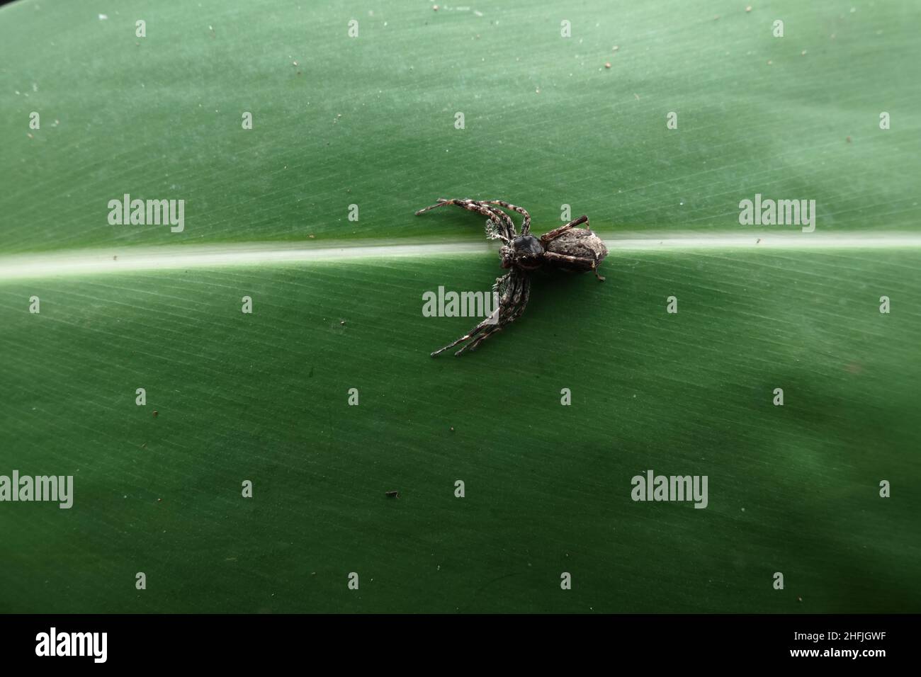 small spider, Macro shots, Beautiful nature scene. Closeup beautiful ...