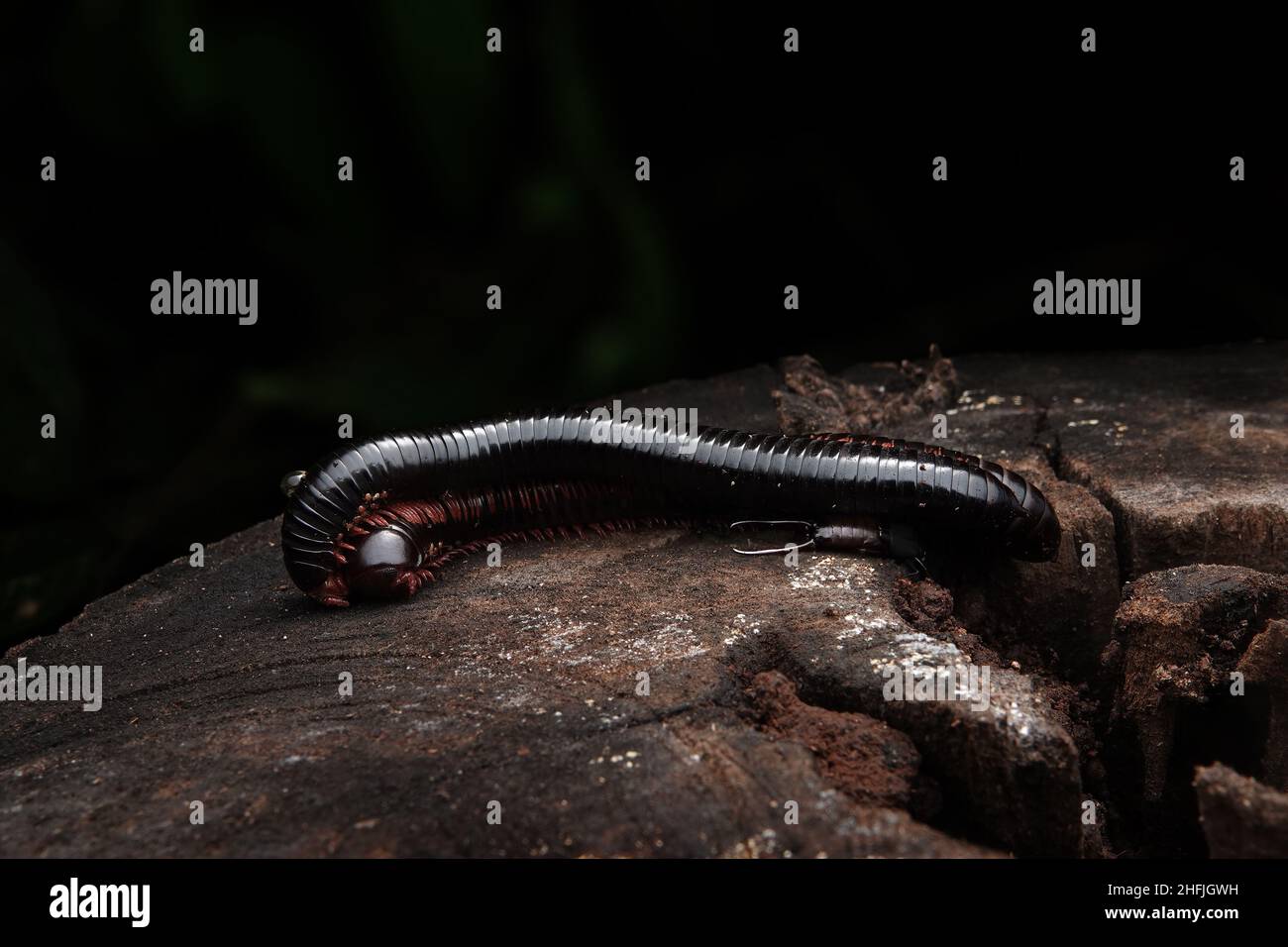 Macro shots, Beautiful nature scene. Closeup beautiful wildlife ...