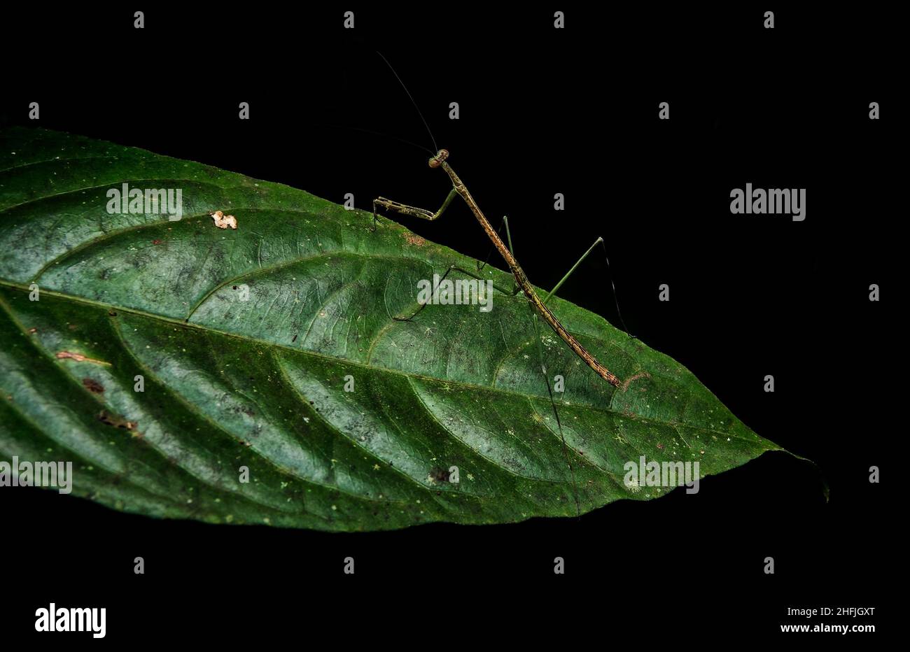 green stick insect, Macro shots, Beautiful nature scene. Closeup ...