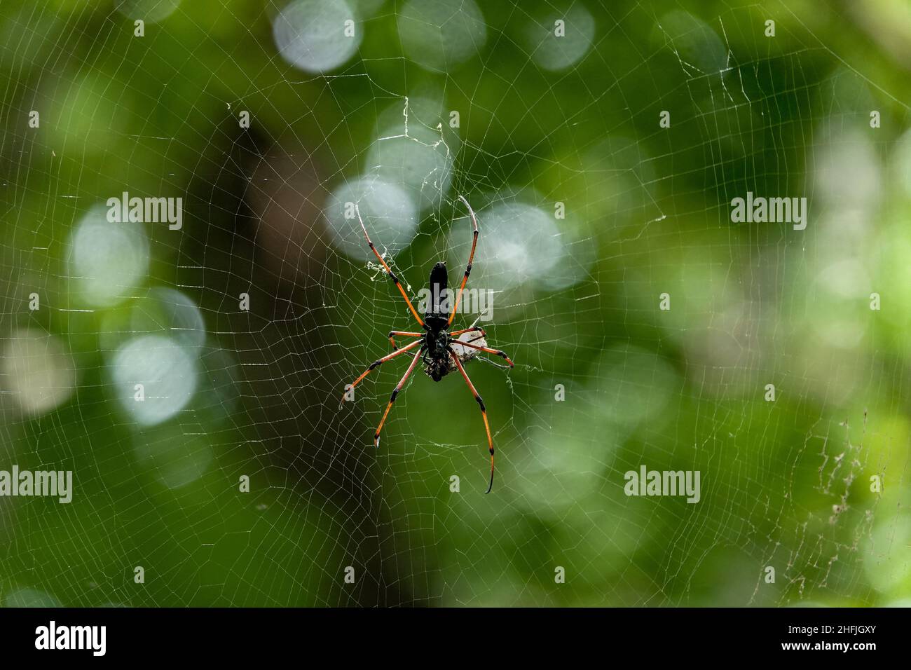 Black & yellow colored scary Nephila pilipes (northern golden orb ...