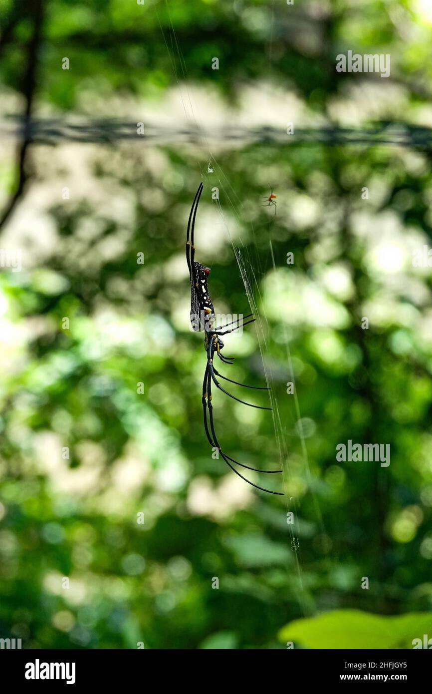 Black & yellow colored scary Nephila pilipes (northern golden orb ...