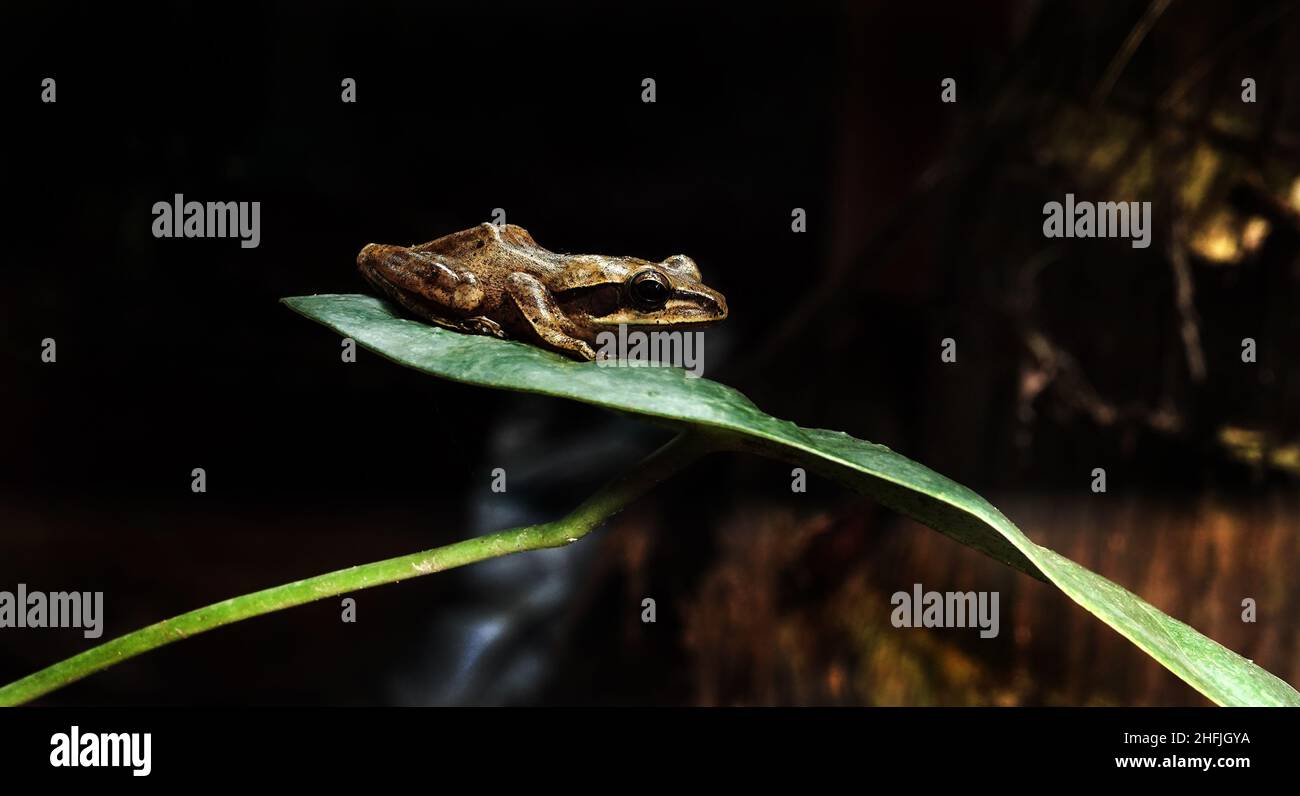 Indian western ghats frogs in its natural habitat, Indirana frog, Don's ...