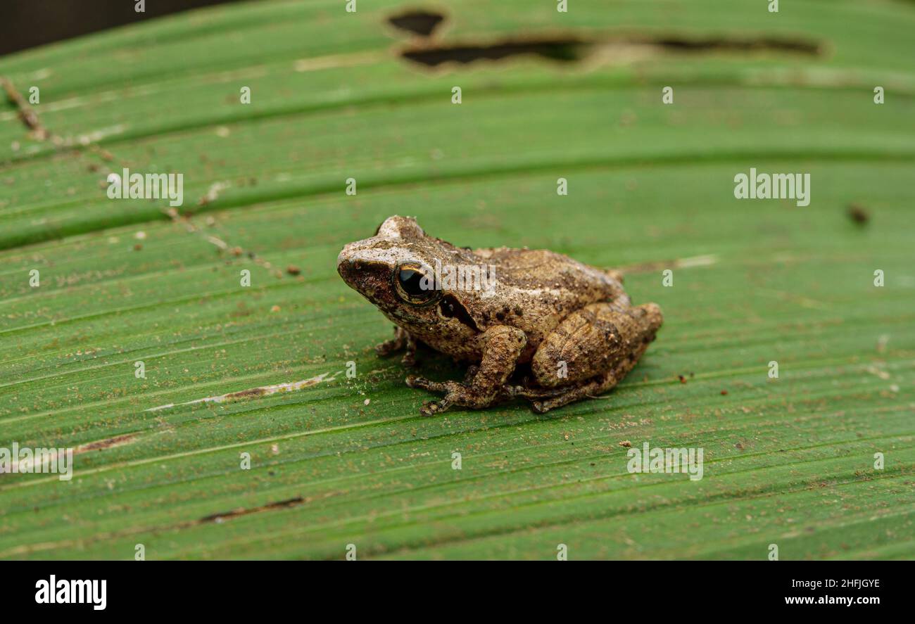 Indian western ghats frogs in its natural habitat, Indirana frog, Don's ...