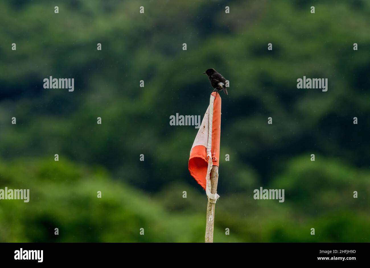 A Pied Bush Chat sitting on top of a plant with greenery in the ...