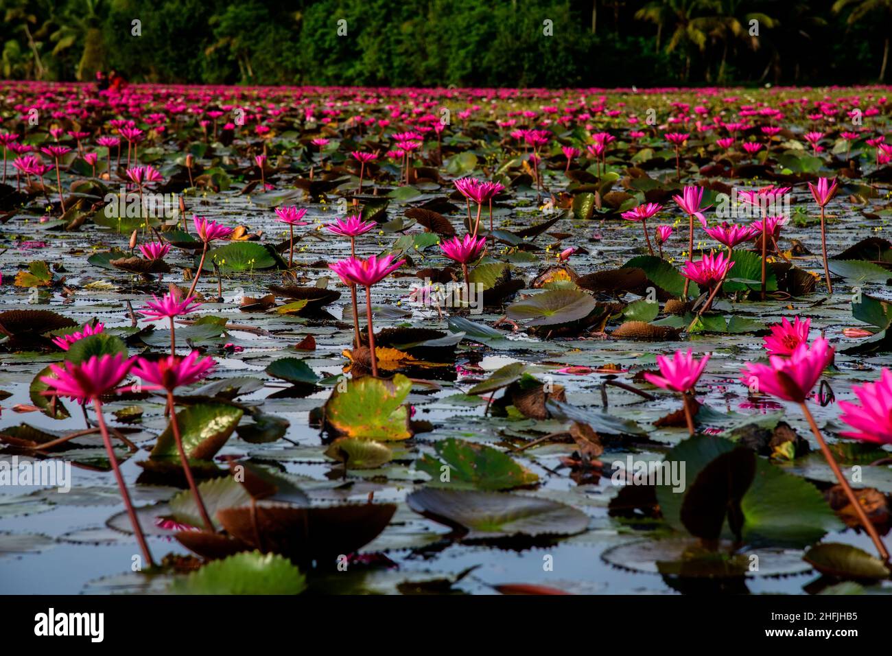 Ambal flowers hi-res stock photography and images - Alamy