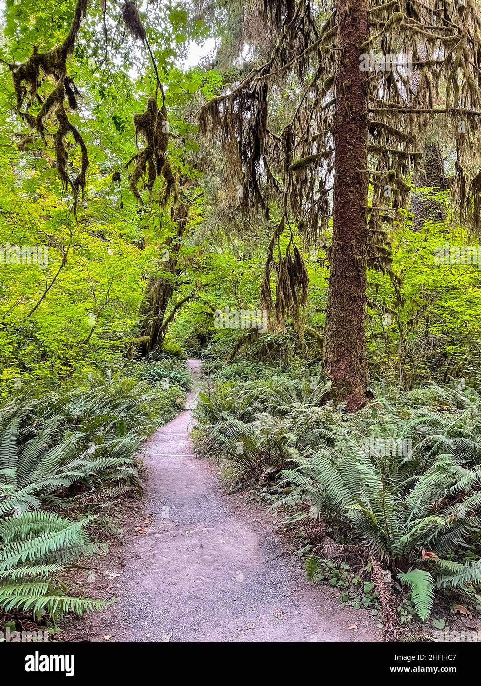 Hoh Rainforest is located on the Olympic Peninsula in the Pacific ...
