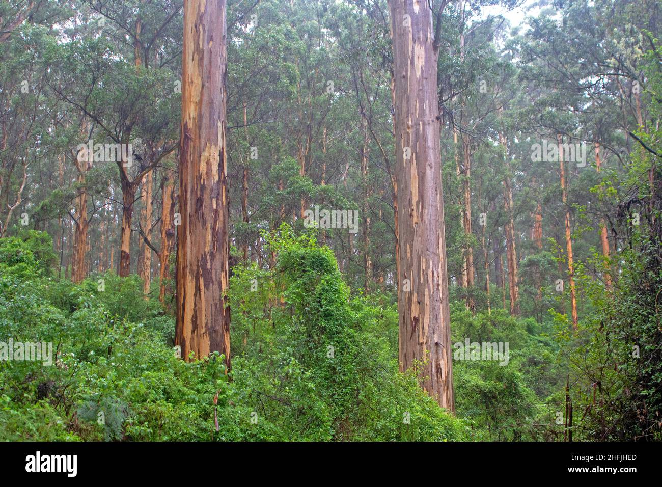 Karri trees in Gloucester National Park Stock Photo - Alamy